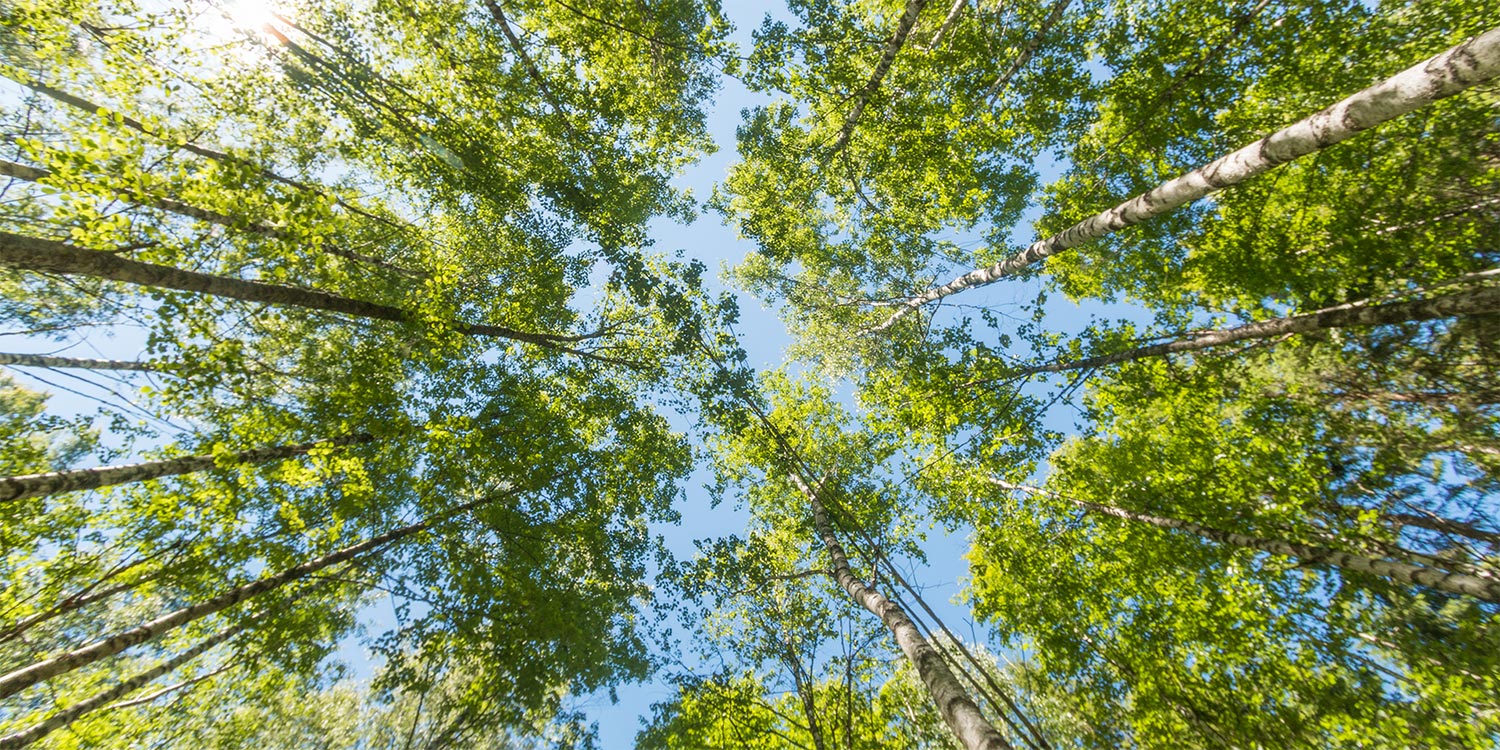 Voimalauseita korona-aikaan - Kinestetiikkayhdistys